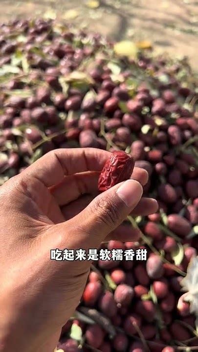总要吃一次像蜂蜜甜的正宗的新疆灰枣吧，软糯香甜，皮薄肉厚核小！若羌灰枣 我为家乡农产品代言 新疆灰枣 Youtube