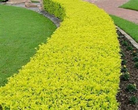 Golden Duranta Golden Box ☘️ Live Plants Clovergreen Lazada Ph