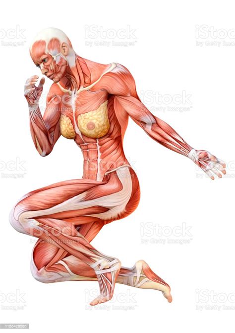 백색에 근육 지도를 가진 3d 삽화 여자 그림 3차원 형태에 대한 스톡 사진 및 기타 이미지 3차원 형태 건강관리와 의술 건강한 생활방식 Istock