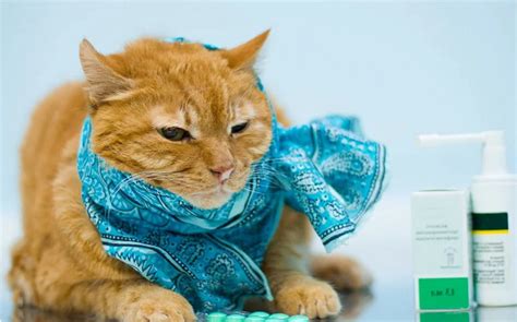 Кашель у кошек, лечение кошачьего кашля | Vetera