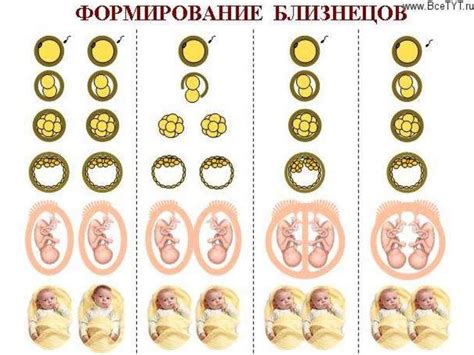 Близнецовый метод изучения наследственности человека презентация онлайн