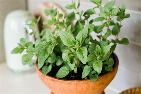 How To Grow Oregano Indoors
