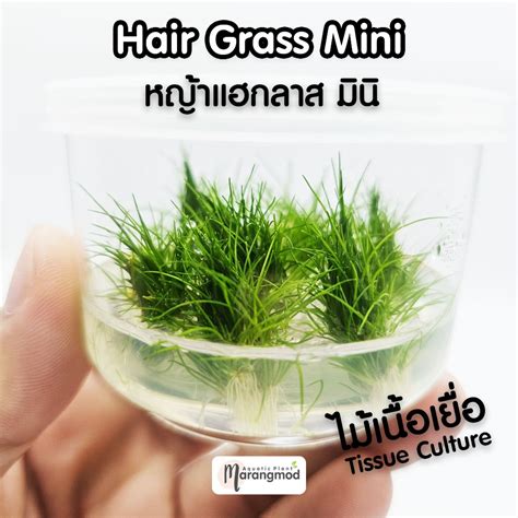 Hair Grass Mini แฮกลาสมินิ ไม้เนื้อเยื่อ Tissue Culture Shopee Thailand