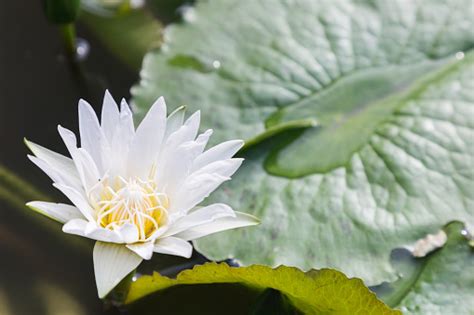 로터스 꽃 또는 수련 꽃 녹색 잎 배경 연못에 화창한 여름 또는 봄 날에 피 Nymphaea 수련 0명에 대한 스톡 사진 및