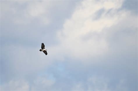 ミサゴ 野鳥大好き闘将N