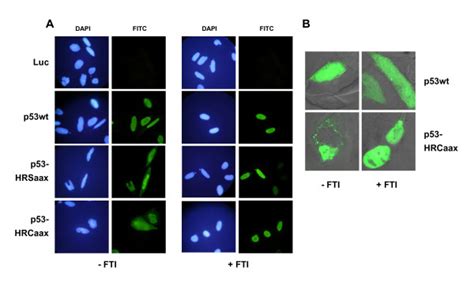 Subcellular Localization Of P53 In The Different Transduced And Download Scientific Diagram