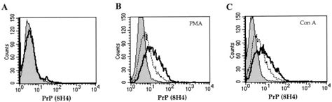 Intercellular Transfer Of The Cellular Prion Protein Journal Of