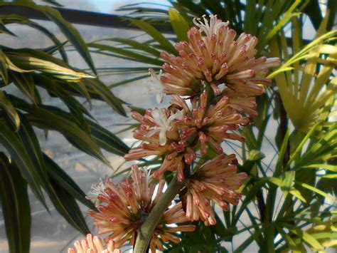 施設の草樹花ドラセナワーネッキーの花 kagawa1000seeのブログ