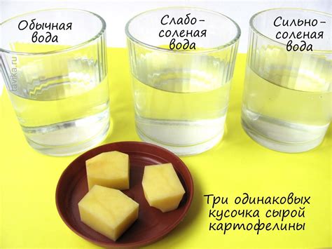 Как растения пьют Опыты с растениями Научные