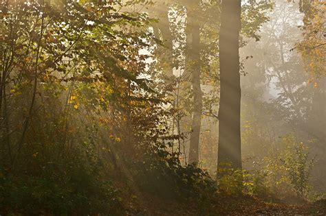 La Nature Forêt Brouillard Lever Photo gratuite sur Pixabay Pixabay