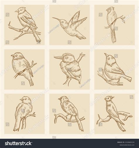Birds Sketch Collection Vector Illustration Stock Vector Royalty Free
