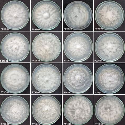Colony Morphology Of Selected Phytophthora Isolates Pc98 81 Modified