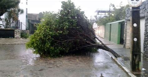 G1 Chuva E Vento Derrubam Duas árvores Em Ruas Do Recife Notícias