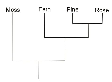 A Phylogenetic Tree Or Evolutionary Tree Is A Branching Diagram Showing