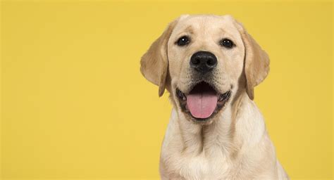 Your Labrador Retriever Dog Breed Guide
