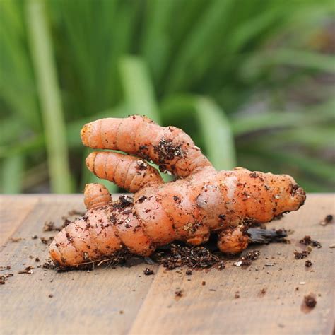 Turmeric Rhizome The Seed Collection