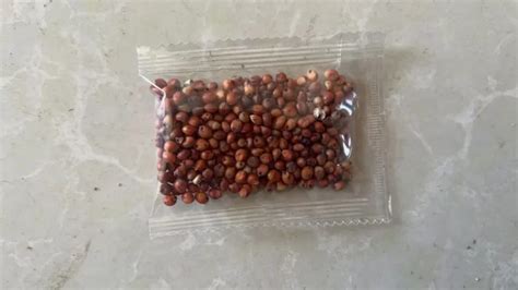 Tebu Konsumsi Manis Nwa Daftarbelanja