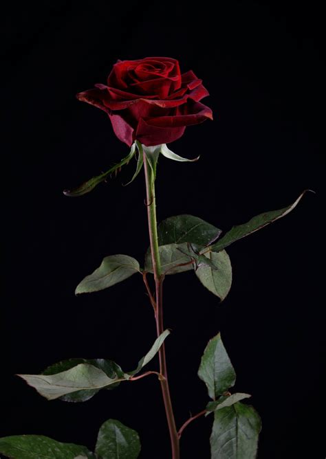 Top 999 Flower Android Wallpaper Full Hd 4k Free To Use