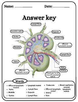 The Lymph Node Anatomy Parts Labeling Definition Coloring Word Search