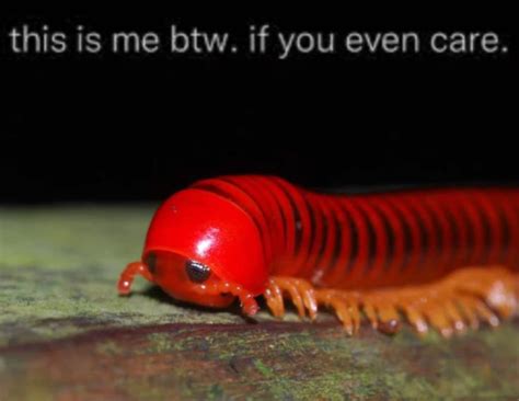 Me If U Even Care Cool Bugs Millipede Bugs And Insects