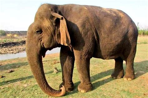 استفاده از فیل به عنوان ماشین جنگی در جنگ جهانی اول عکس