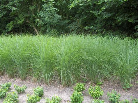 Bestel Miscanthus ‘Gracillimus’ voordelig bij Plantenweelde