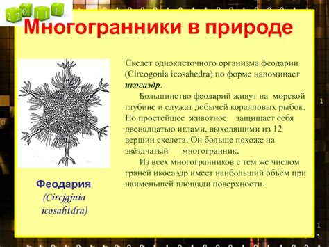 Многогранники