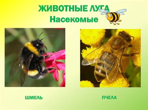 Луг и его обитатели Насекомые и животные презентация онлайн
