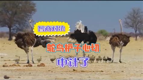母爱真伟大，鸵鸟为了孩子与花豹搏斗，没想到中计了 Youtube