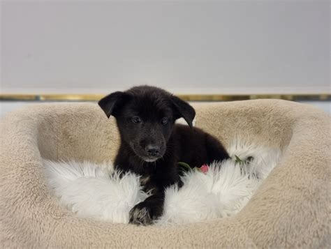 진도믹스 웅이 샴분양가격 셀커크렉스분양가격 스코티쉬폴드분양가격 스핑크스분양가격 아메리칸숏헤어분양가격 아메리칸컬분양가격 아비시니안분양가격 엑조틱분양가격 터키시앙고라분양가격