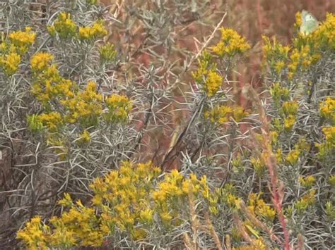 Integrating Remote Sensing With Species Distribution Models Mapping
