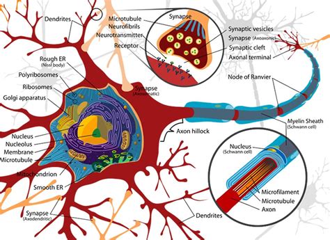 Neurons Learning To Remember Mechanism Of Neural Information Storage