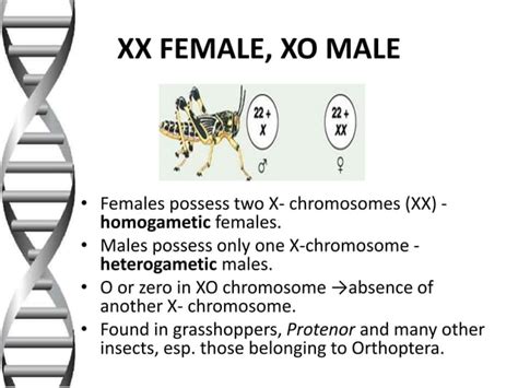 Sex Determination In Animals Pptx