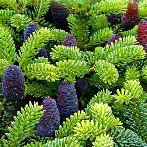 КОРЕЙСКАЯ ПИХТА ABIES KOREANA: купить саженцы корейской пихты abies ...