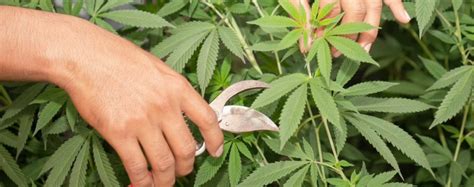 Novedosa Capacitación Para El Cultivo De Cannabis Prensa Uncuyo