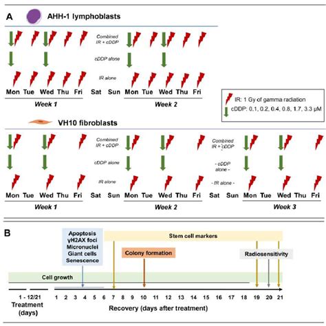 A Schematic Representation Of Treatment Scheme B Schematic