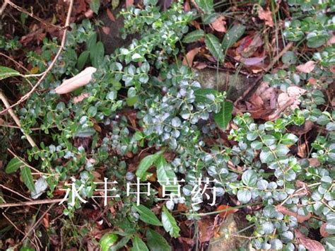 老鼠刺功能 老鼠刺树图片 老鼠刺 第13页 大山谷图库