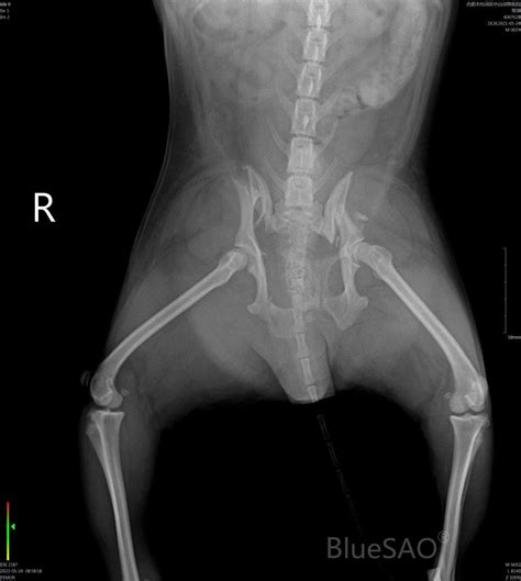 20220525 【fracture Of Pelvis】a Pomeranian Fixed With Prcl M System