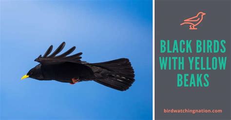 14 Interesting Black Birds With Yellow Beaks Birdwatching Nation