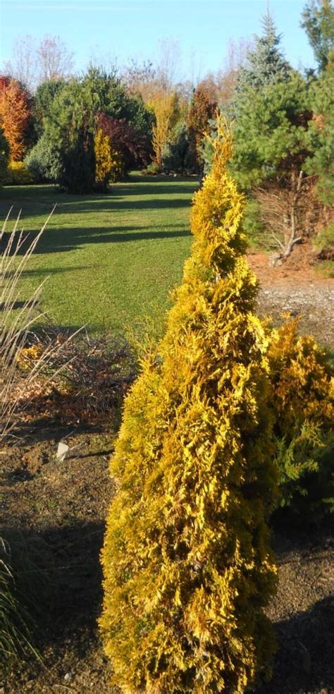 Jantar Golden Columnar Cedar Whistling Gardens