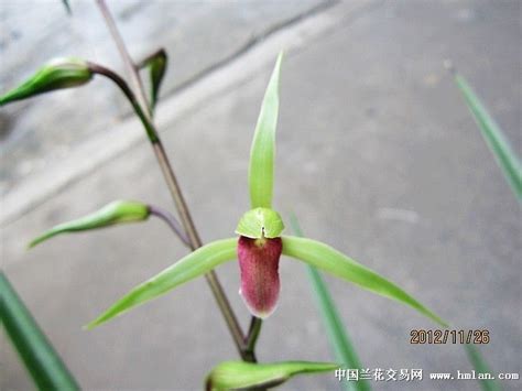 寒兰雪中红简介 石正丽 第10页 大山谷图库