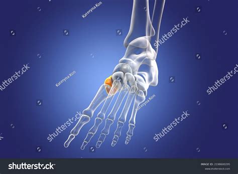 Medial First Cuneiform Bone Foot Largest Stock Illustration 2198600295