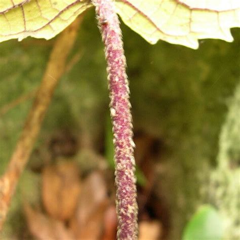 Stinging Tree Dendrocnide Peltata Plant Care And How To Grow Water
