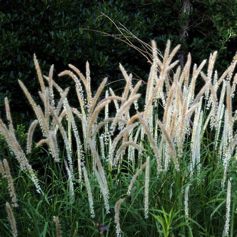 Pennisetum Orientale Tall Tails Oriental Fountain Grass Siteone Us