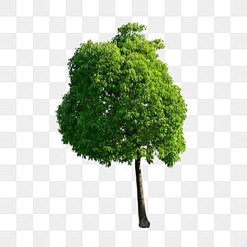 Pohon Gambar PNG Unduh 440000 Pohon Sumber Daya PNG Dengan Background Transparan
