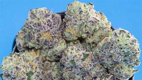 Permanent Marker Strain The Hybrid With A Distinctive Twist Social