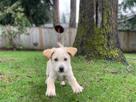 Dog For Adoption Hunter A Labrador Retriever In Snohomish County Wa