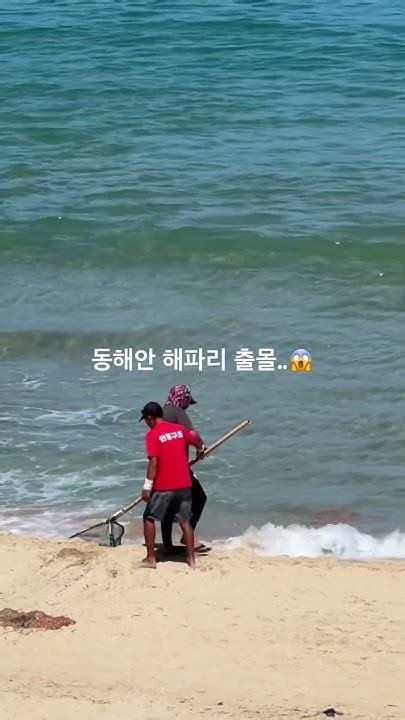 동해안에 해파리가 많이 있으니 물놀이 하실때 주의하세요 해파리 바다 동해 Youtube