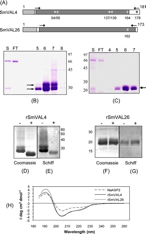 Figure 1 From Schistosoma Mansoni Venom Allergen Like Proteins Present