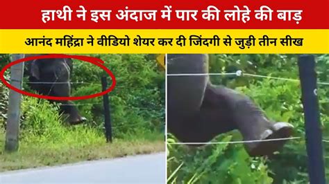 हाथी ने इस अंदाज में पार की लोहे की बाड़ आनंद महिंद्रा ने वीडियो T24